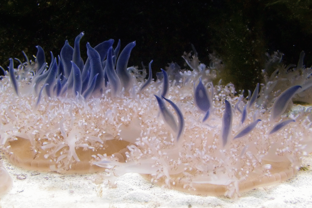 Upside-Down Jellyfish Found in Almeria « Euro Weekly News