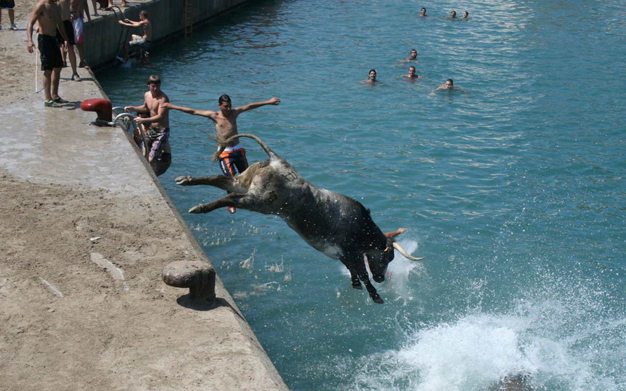 Why bous a la mar (“bulls to the sea”) is sparking national controversy ...