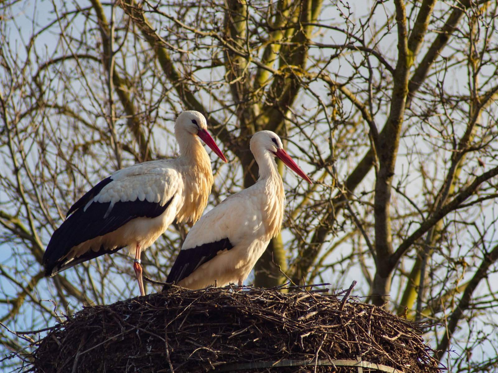 Hundreds of storks found dead near Madrid as bird flu fears rise in ...