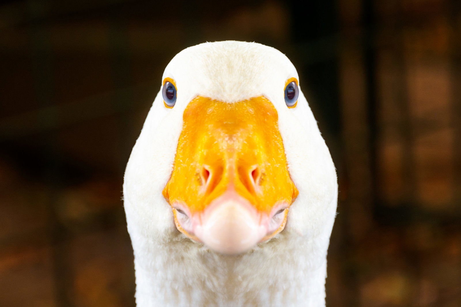 Geese deployed for guard duty at Brazilian prison « Euro Weekly News