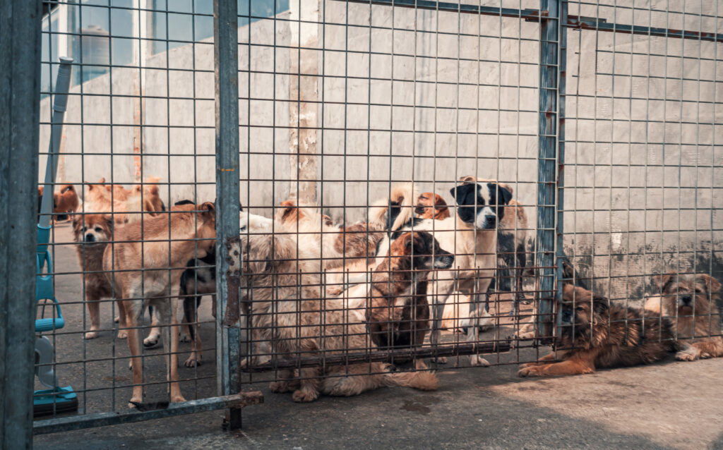 Woman banned for life after horror dog neglect case « Euro Weekly News