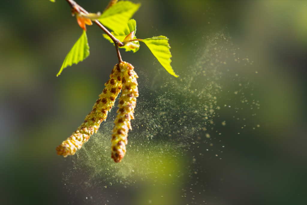 Doctors warn of record pollen levels expected to rise across Spain ...