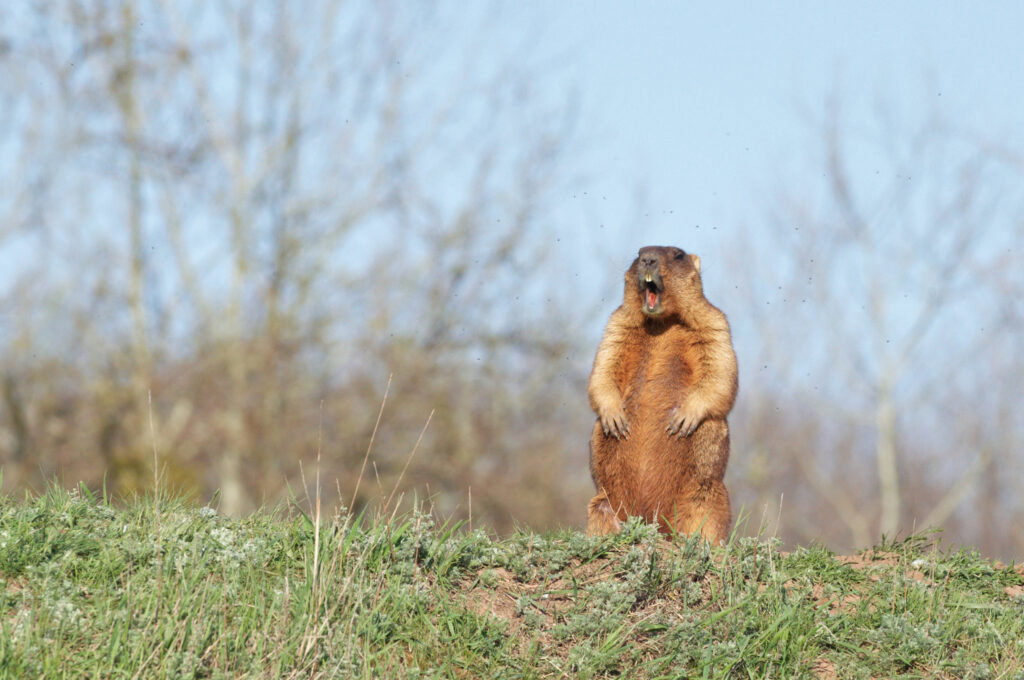 Groundhog day 2026: Phil foresees an extended winter « Euro Weekly News