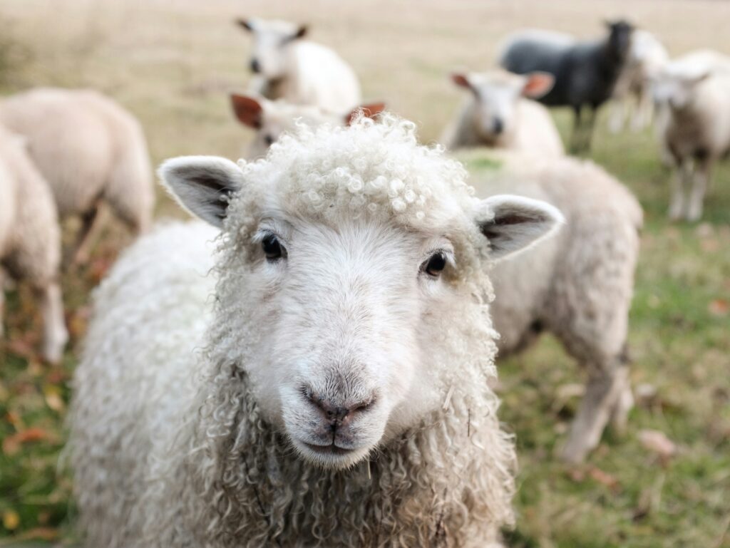 Murcia deploys ‘firefighter sheep’ to help prevent wildfires « Euro ...