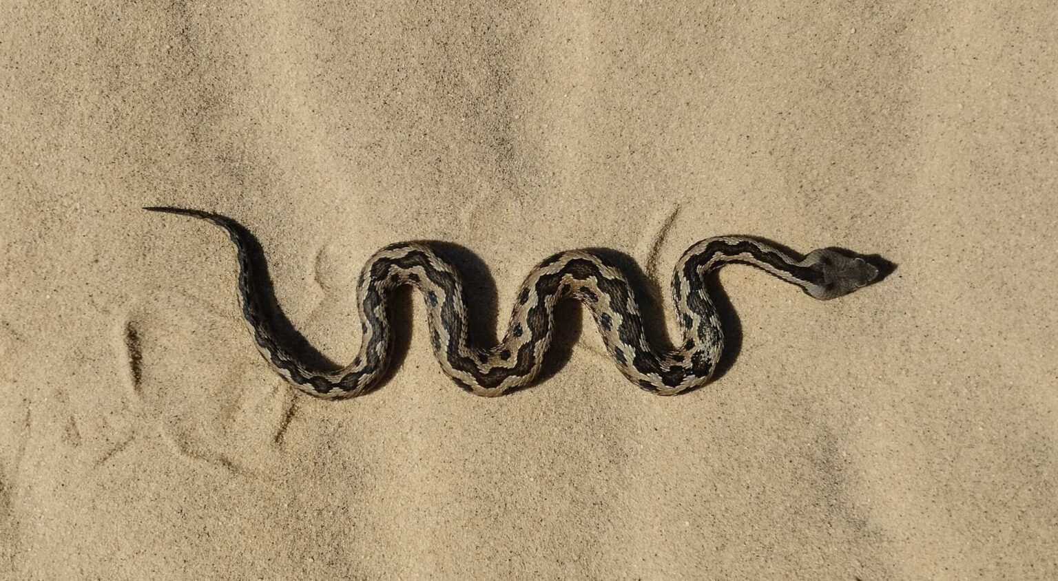 Snake bites rising in Spain as viper activity increases: What to know ...