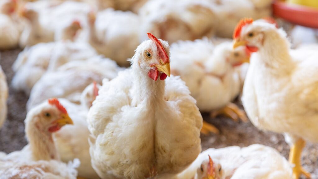 Spain lifts poultry lockdown in 2026: What the bird flu shift means for ...