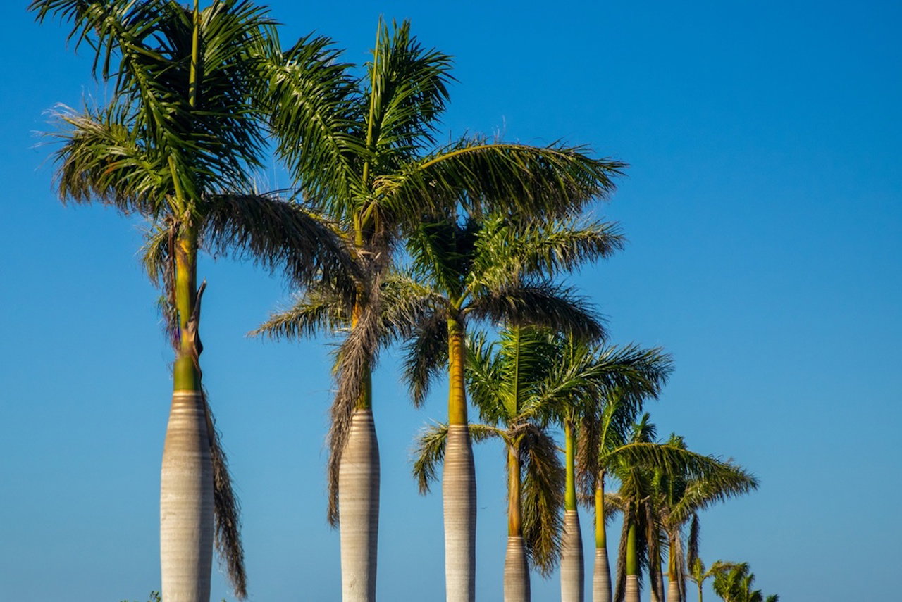 Seville install tracking chips in palm trees « Euro Weekly News