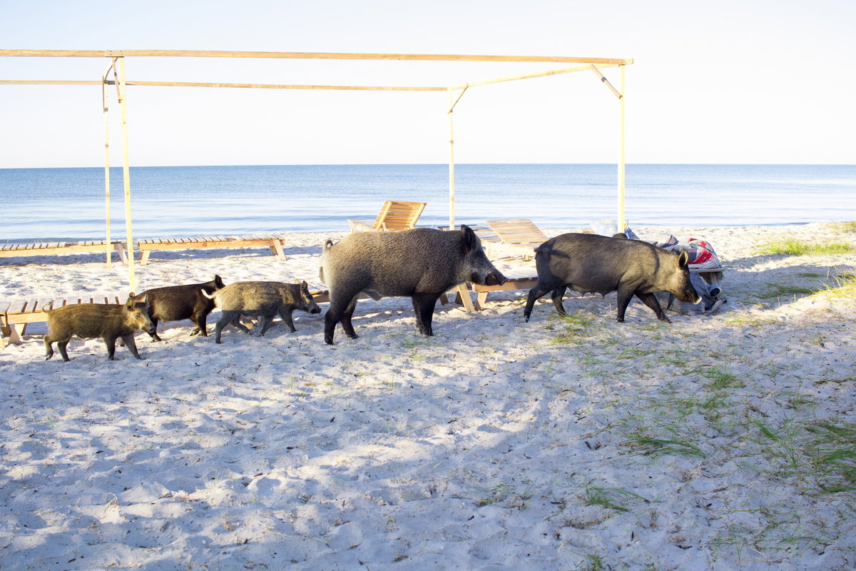 Wild boars raid rubbish bins on Maro beach « Euro Weekly News